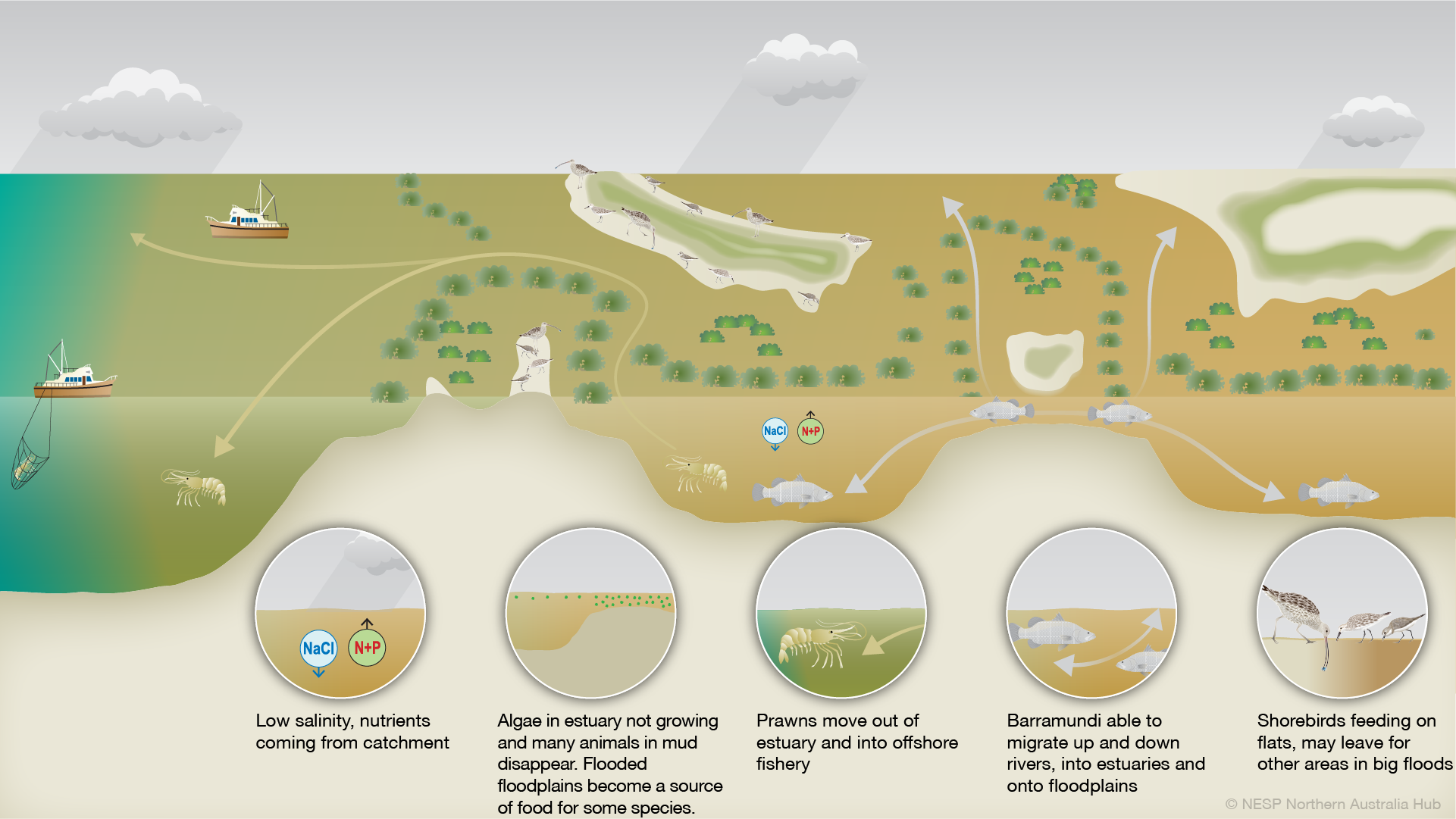 Migratory shorebird diagrams - NESP Resilient Landscapes Hub