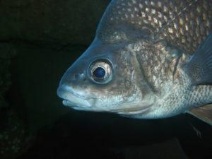 Guiding the strategic management of freshwater fish - NESP Resilient ...