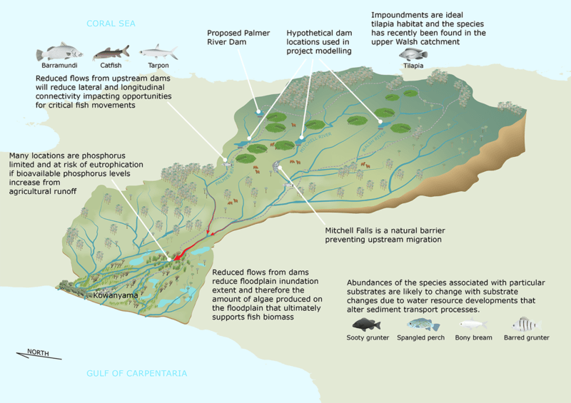 Environmental water needs for the Mitchell River - Northern Australia