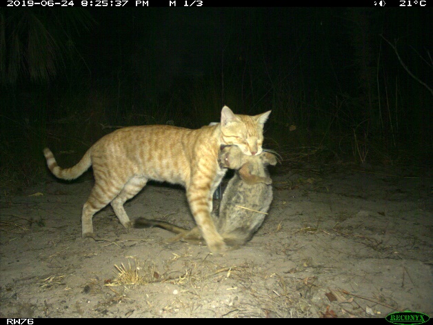 Improving animal monitoring in Kakadu - NESP Resilient Landscapes Hub