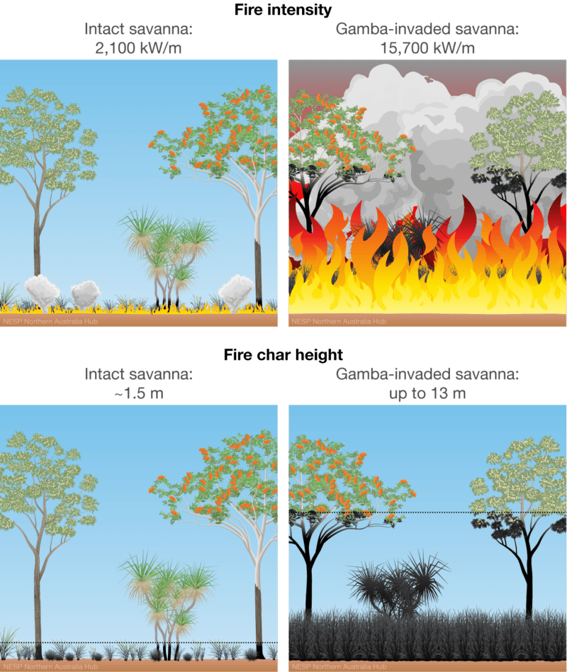 Innovative, accessible science communication - NESP Resilient ...