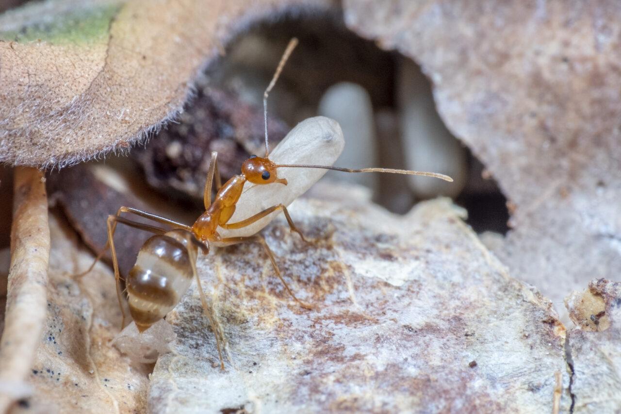 Scientists track down one of the world’s most invasive ants in ...