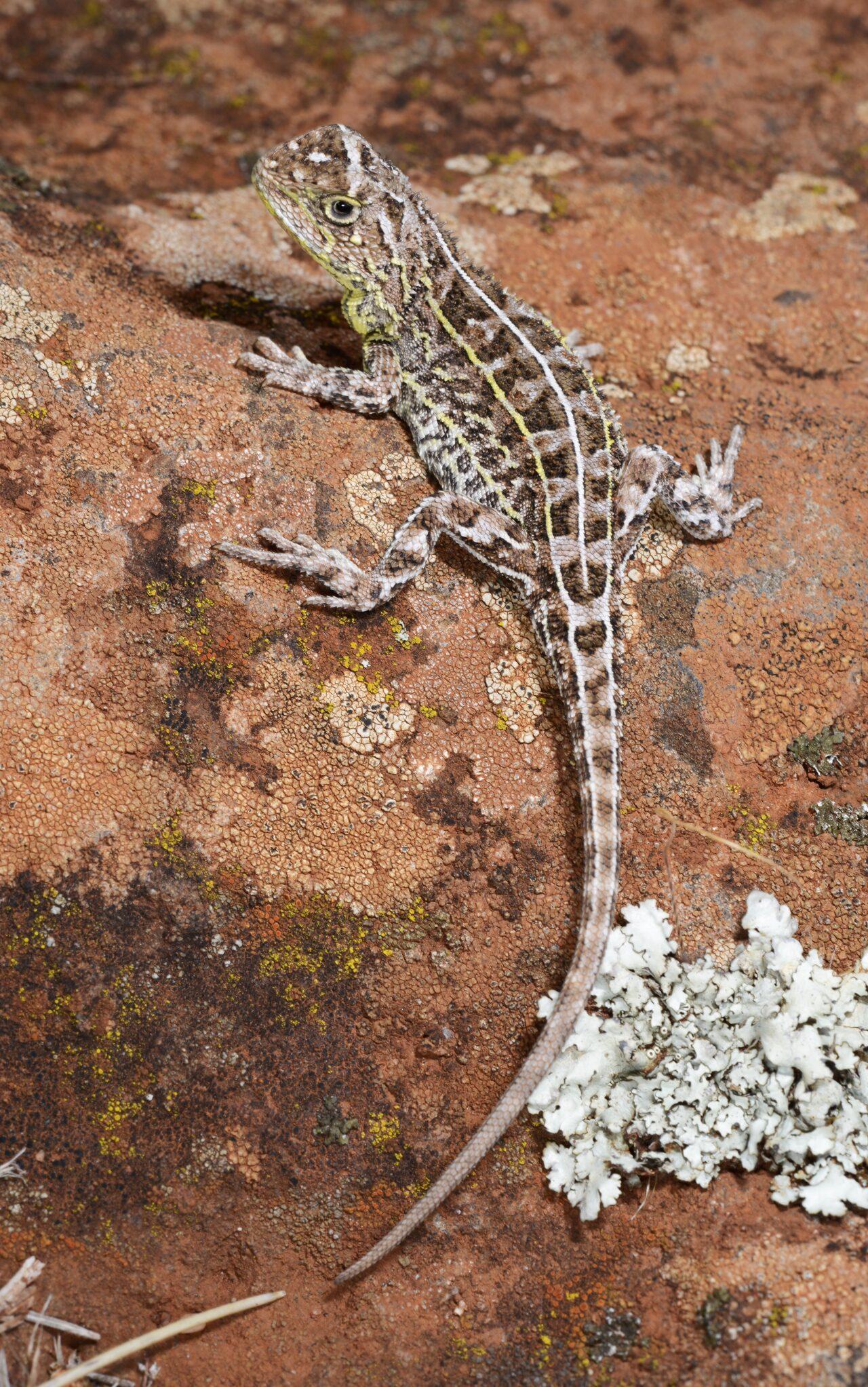 Nine new projects for landscape resilience - NESP Resilient Landscapes Hub