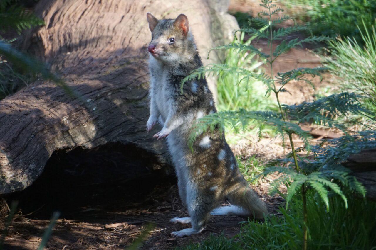 Best-practice fox control in Booderee National Park - NESP Resilient ...
