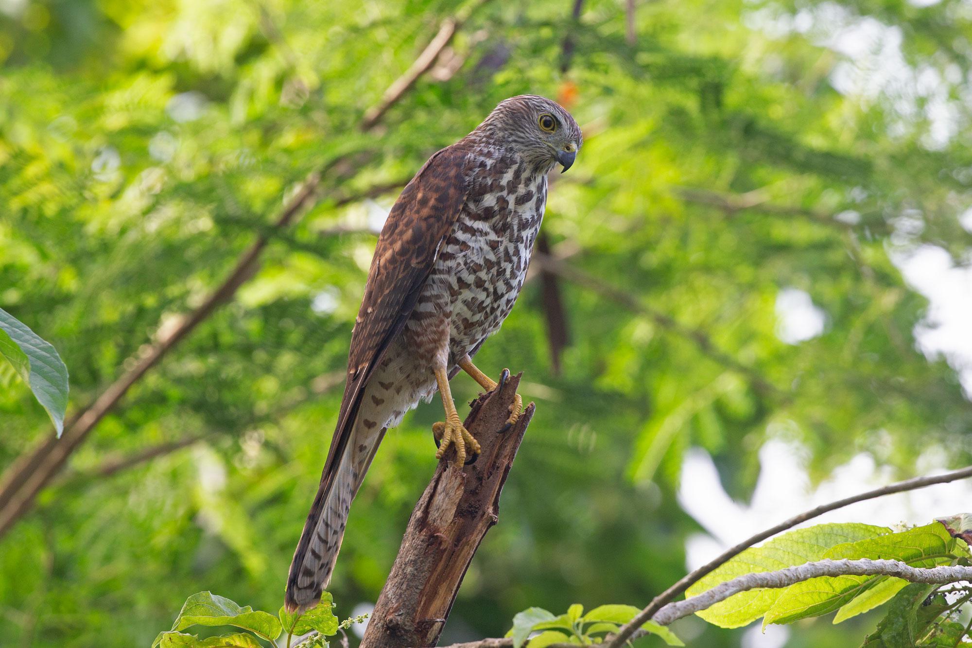 Ecology and conservation of the Christmas Island goshawk and hawk-owl ...