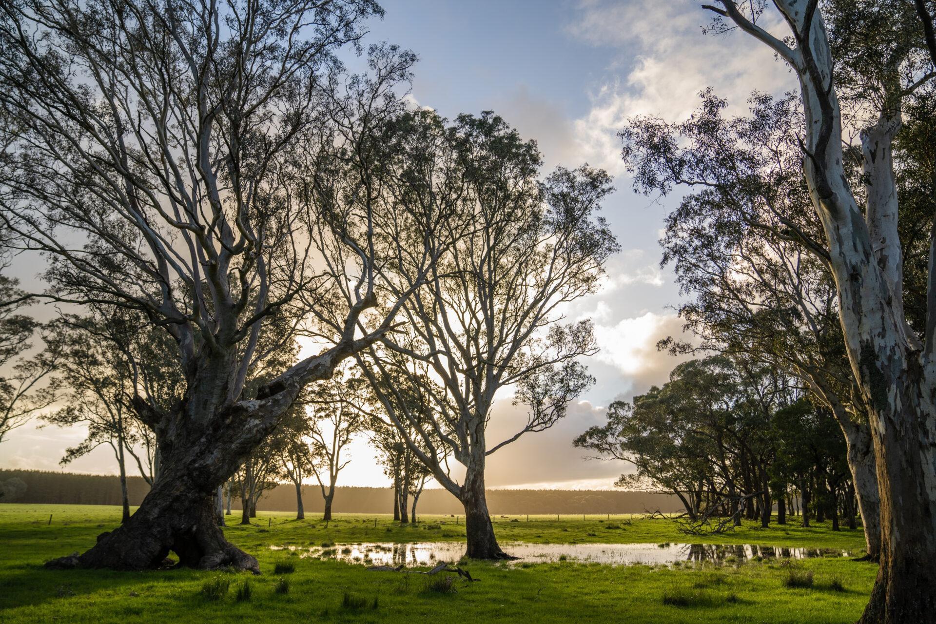 Enhancing climate-adaptation responses in regional NRM planning by ...
