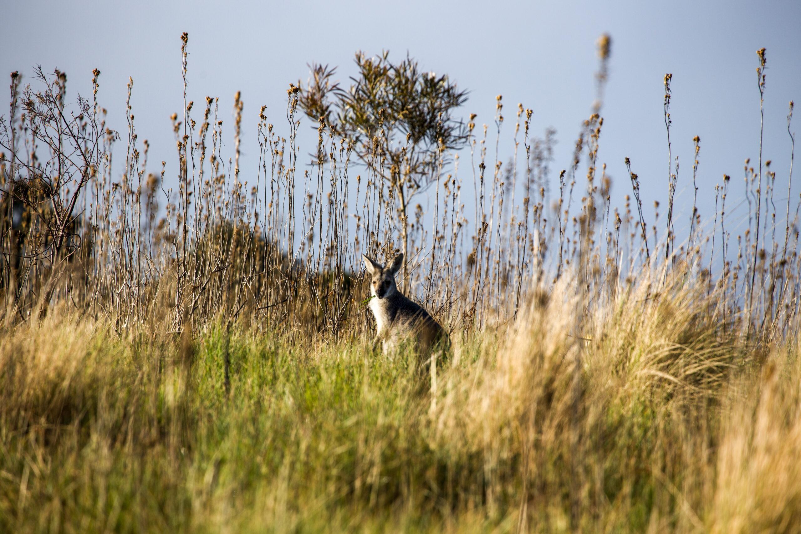 The Resilient Landscapes Hub has launched 13 new research projects ...