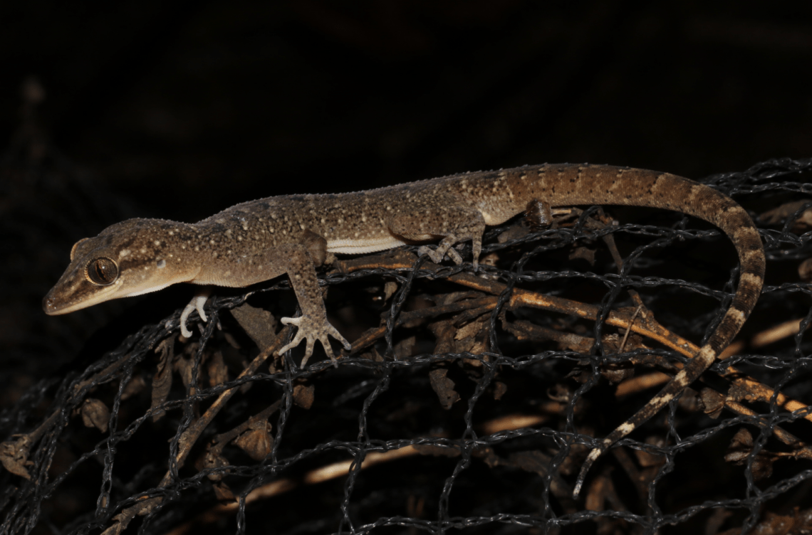 Uncovering the mysteries of the Christmas Island Giant Gecko - NESP ...