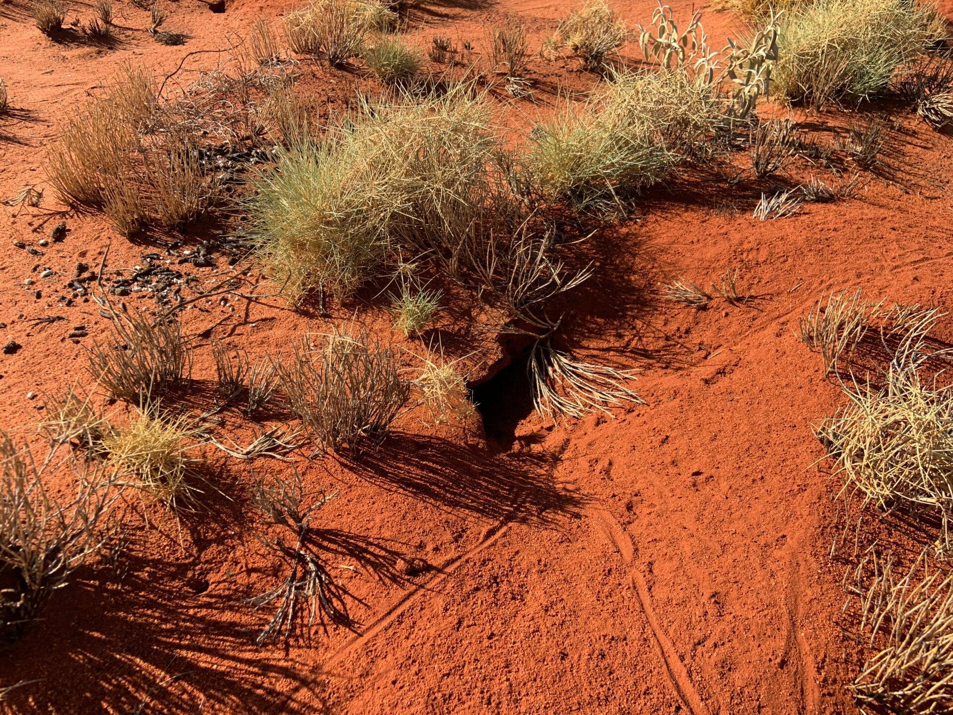 ‘The Tjakuṟa has got dreaming’: Indigenous rangers join forces to ...