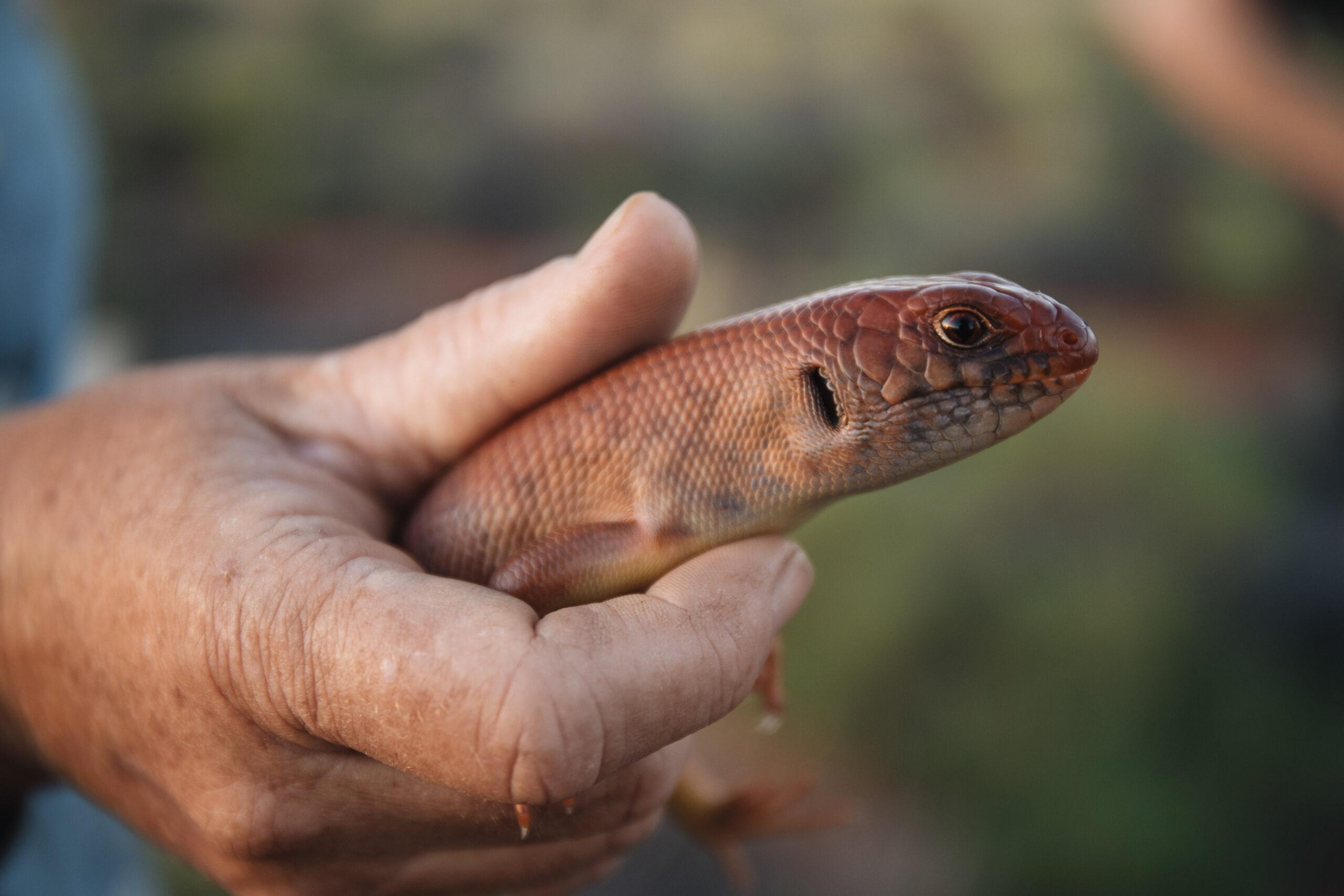 ‘The Tjakuṟa has got dreaming’: Indigenous rangers join forces to ...