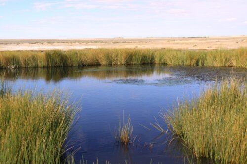 Improved methods to detect and protect arid-zone groundwater-dependent ...