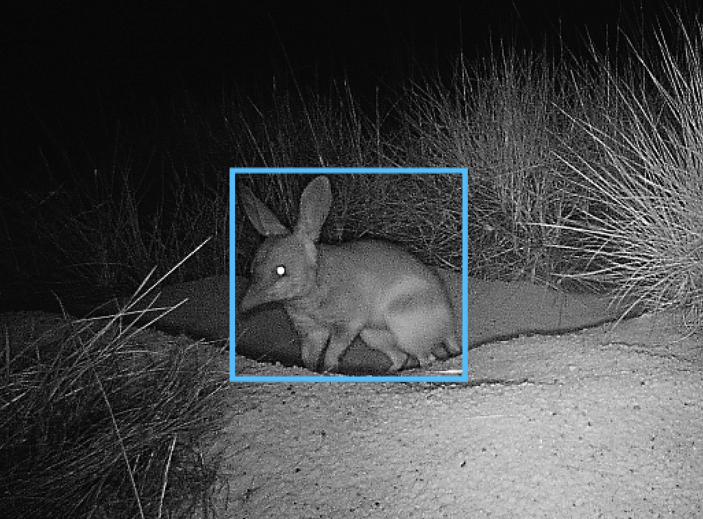 Bilby scats and feral cats: How we're helping wild bilbies - NESP ...