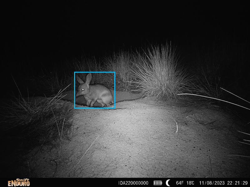 Bilby scats and feral cats: How we're helping wild bilbies - NESP ...