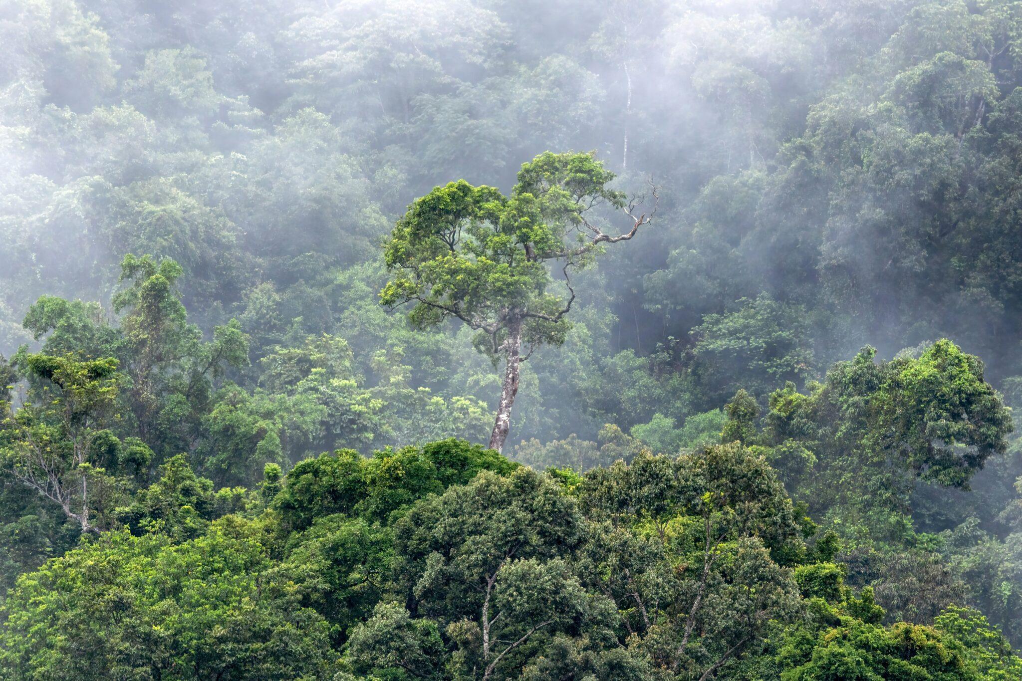 Helping flying foxes survive heatwaves - NESP Resilient Landscapes Hub