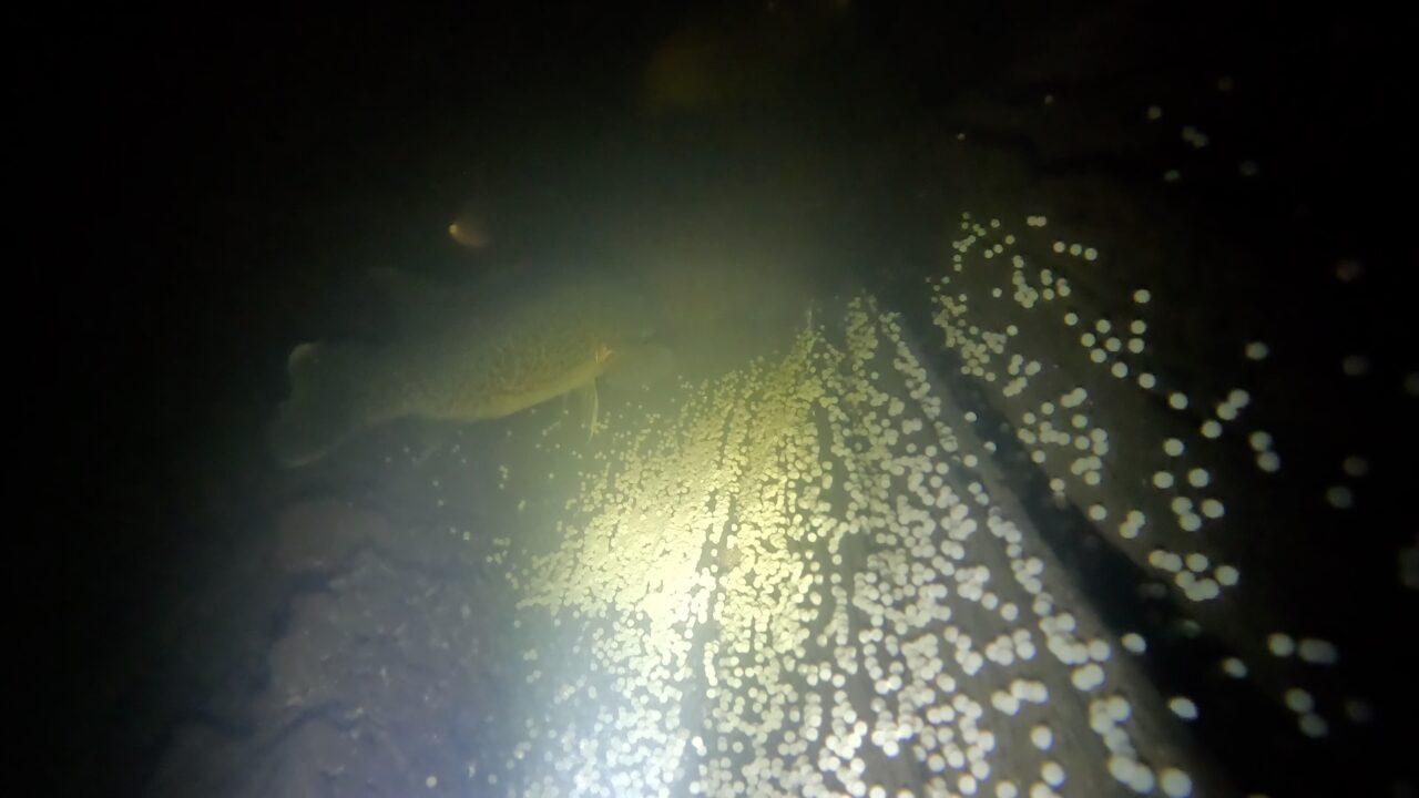 ‘Cod in a log’ research program to help endangered Mary River species ...