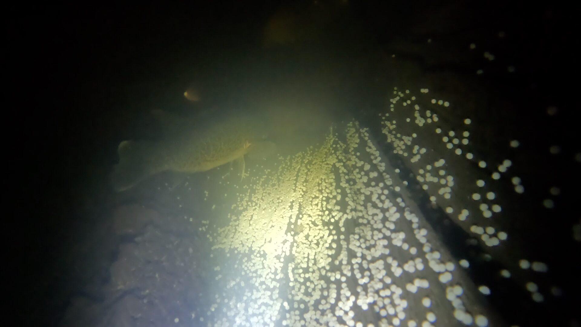 ‘Cod in a log’ research program to help endangered Mary River species ...