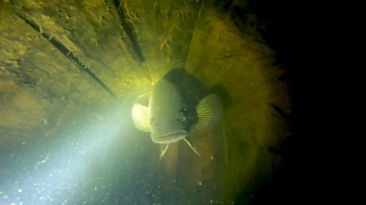 ‘Cod in a log’ research program to help endangered Mary River species ...