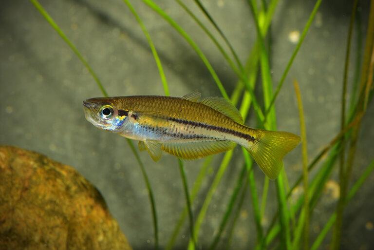Conservation and recovery actions for rare and threatened Wet Tropics ...