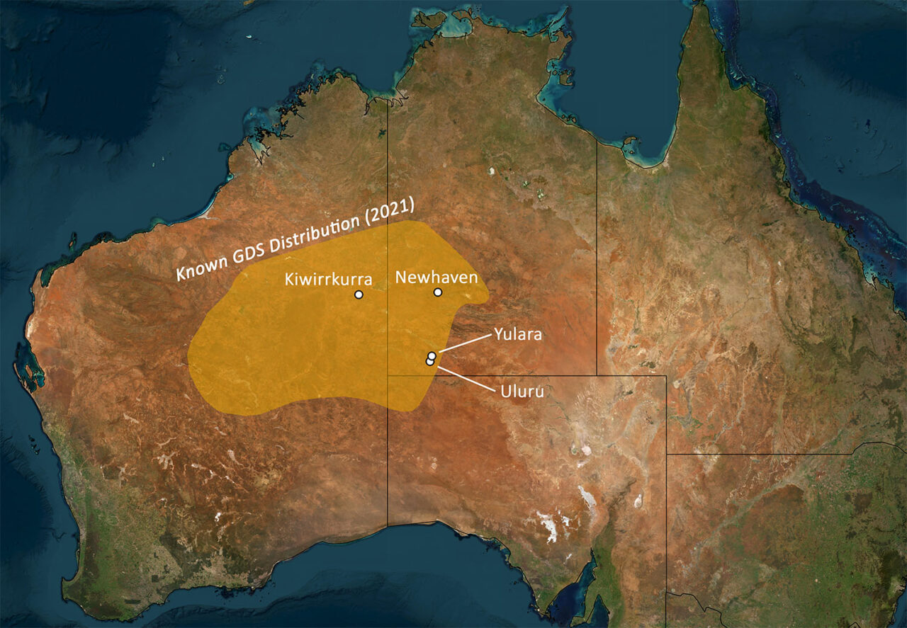 Wildfires put rare lizard at risk - NESP Resilient Landscapes Hub