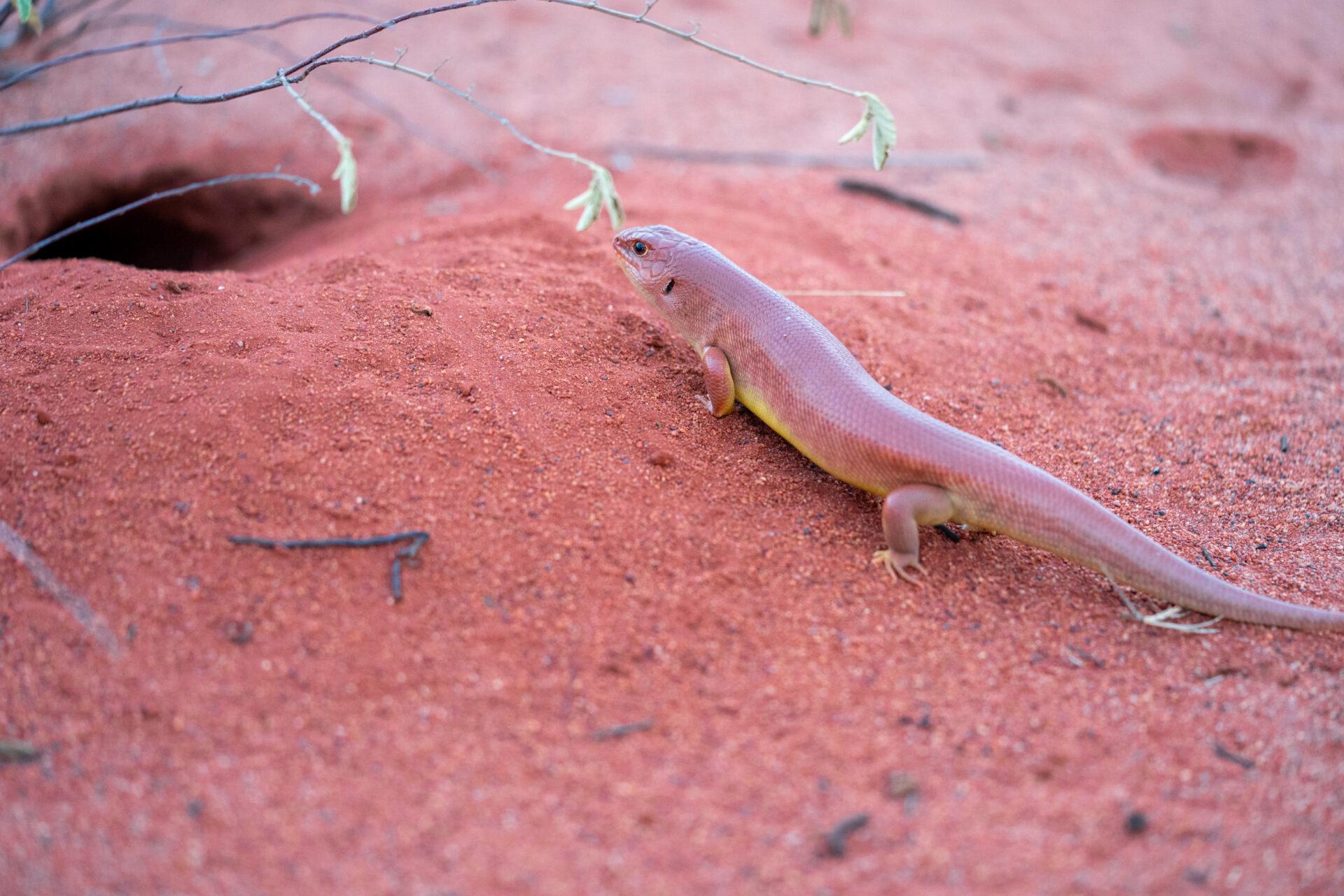 Wildfires put rare lizard at risk - NESP Resilient Landscapes Hub