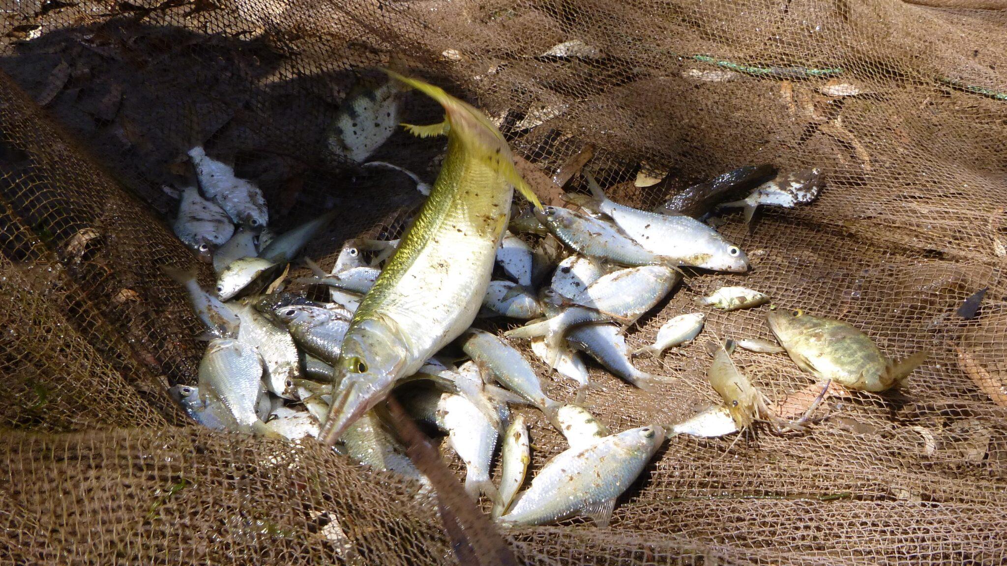 Big floods promote fish diversity on Martuwarra Fitzroy River ...
