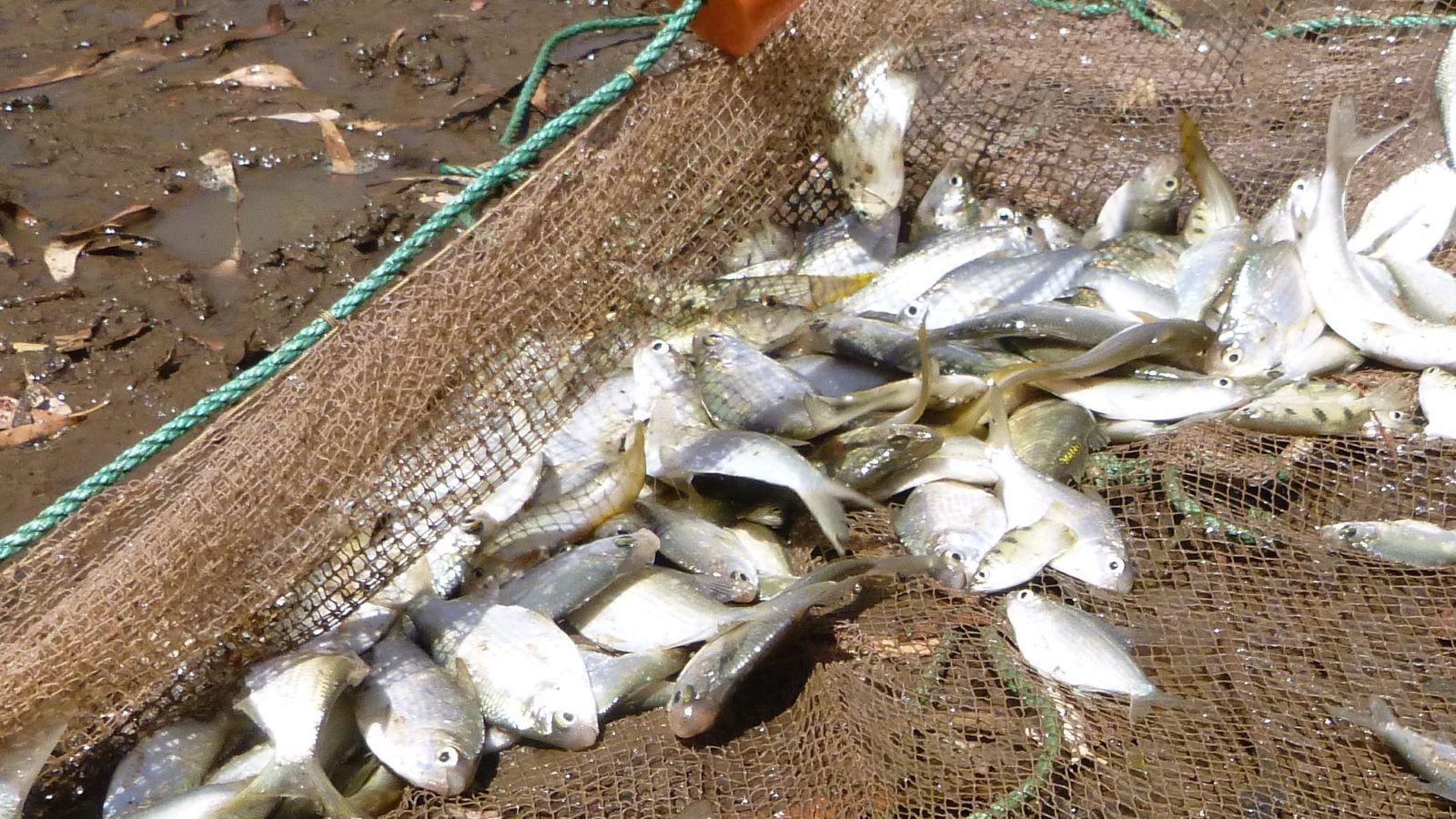 Big floods promote fish diversity on Martuwarra Fitzroy River ...